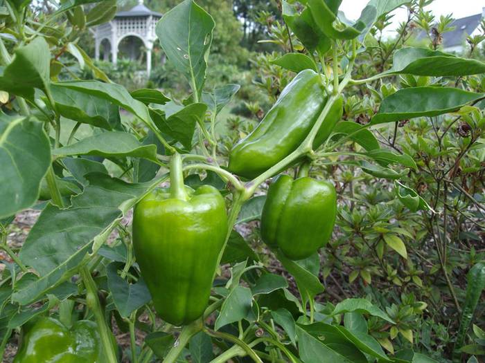 Le poivron :: Un-jardin-a-landrevarzec