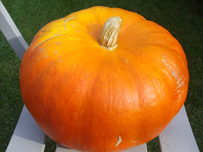 Le potiron :: Un-jardin-a-landrevarzec