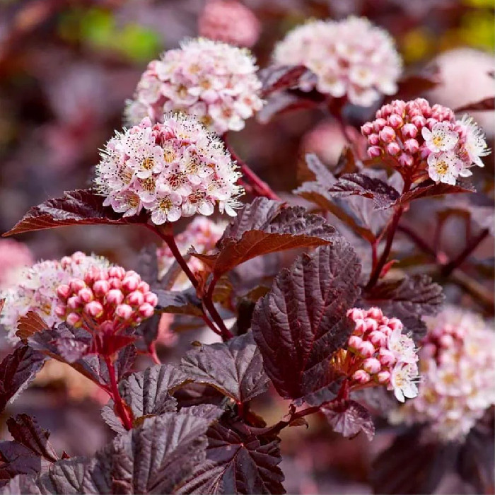 Physocarpus opulifolius Lady in Red :: Un-jardin-a-landrevarzec